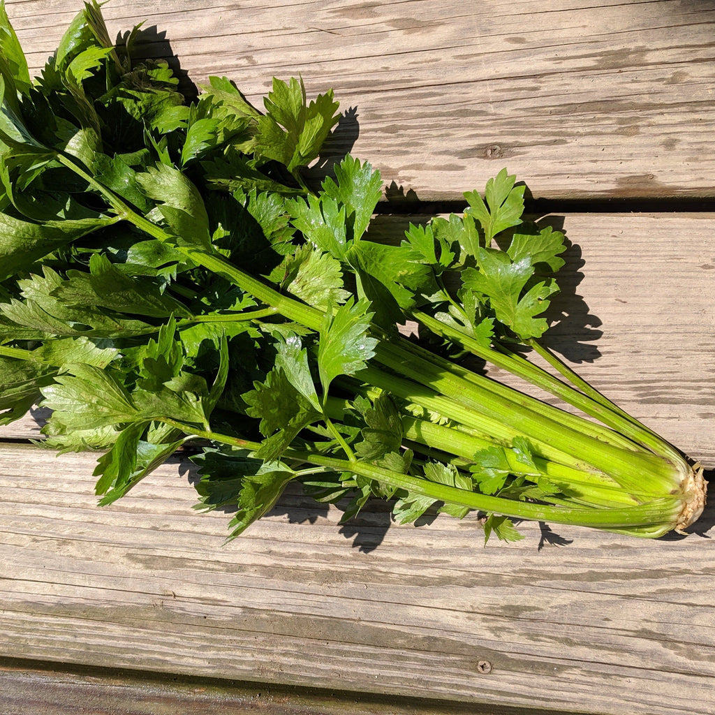 Tango Celery Organic Seeds – Hudson Valley Seed Company