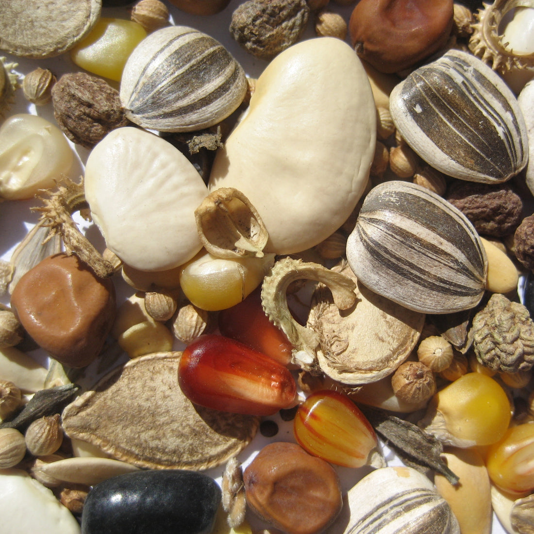 How long do seeds last? – Hudson Valley Seed Company