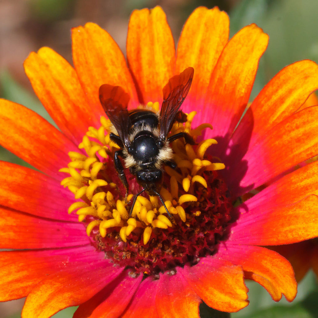 Pollinate HV x HVSC Collab – Hudson Valley Seed Company