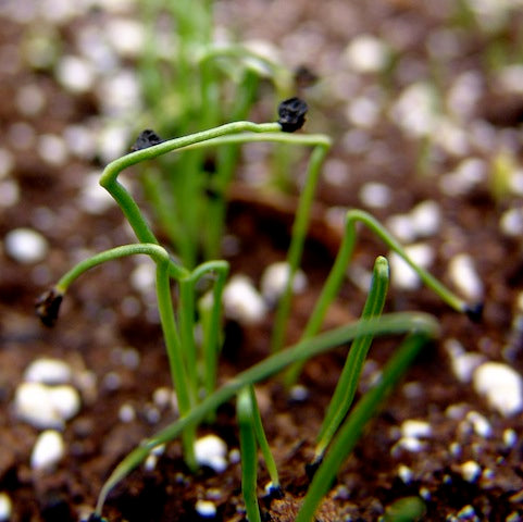 Early Seed Starting Varieties and Advice – Hudson Valley Seed Company