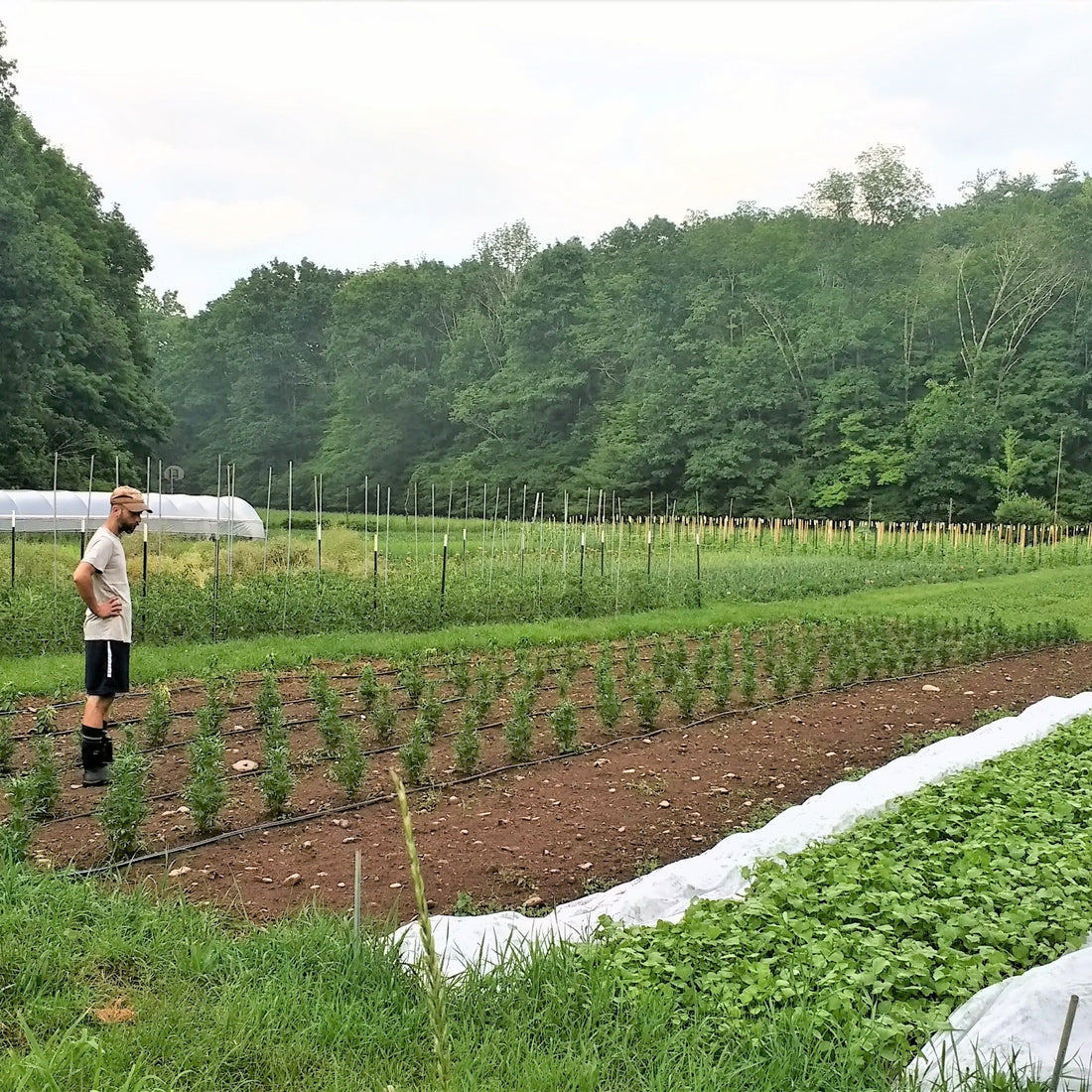 Seed-Starting 101: The Quick-and-Easy Cold Frame – Hudson Valley Seed ...