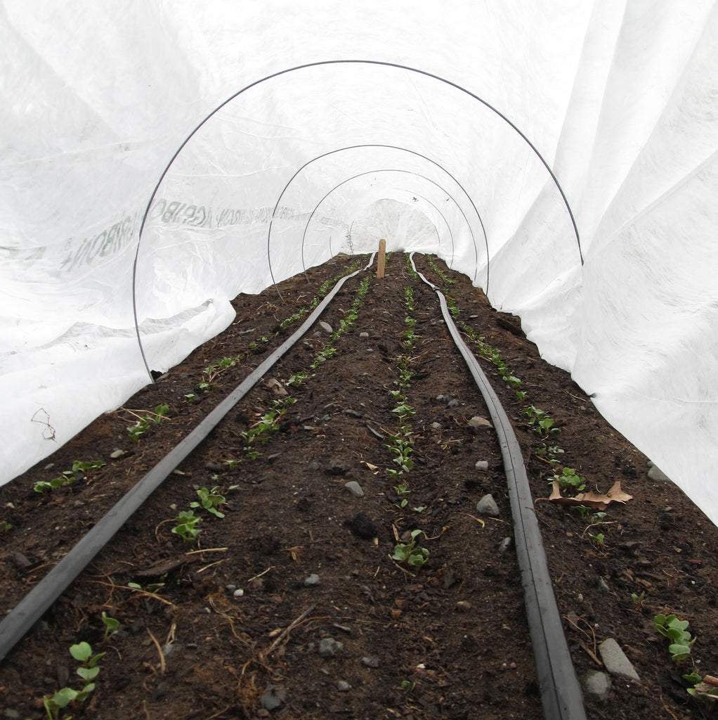 Three Common Garden Disasters, One Solution – Hudson Valley Seed Company