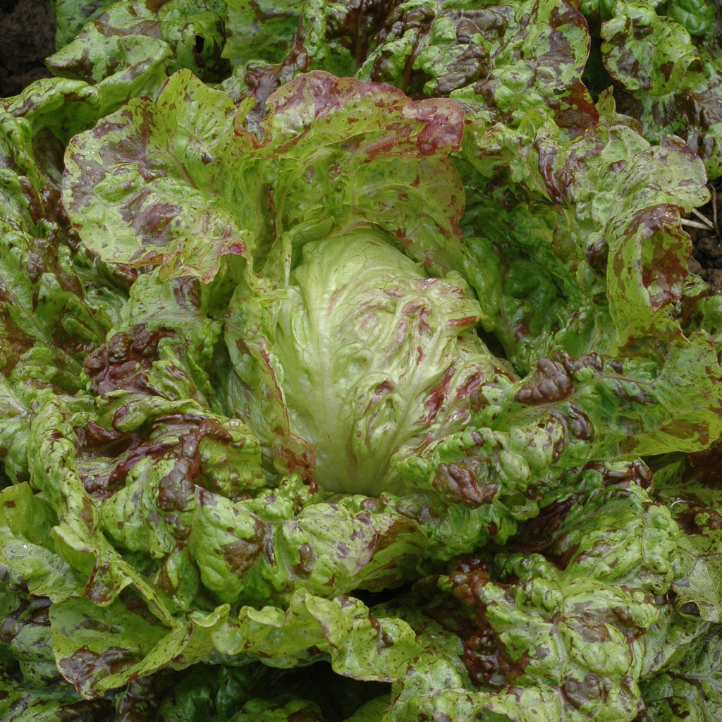 How to Choose Your Perfect Lettuce – Hudson Valley Seed Company