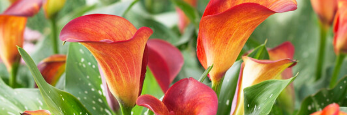 Calla Lily – Hudson Valley Seed Company