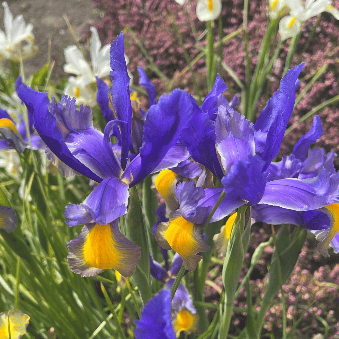 Dutch Iris – Hudson Valley Seed Company
