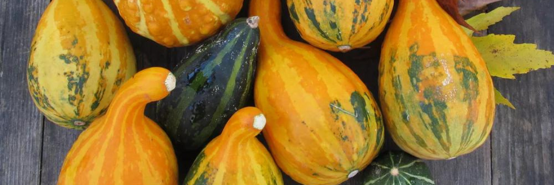 Gourds – Hudson Valley Seed Company