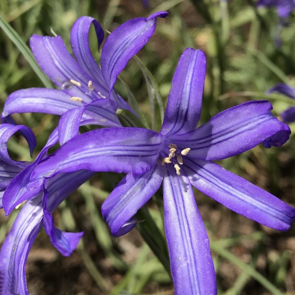 Ixiolirion – Hudson Valley Seed Company