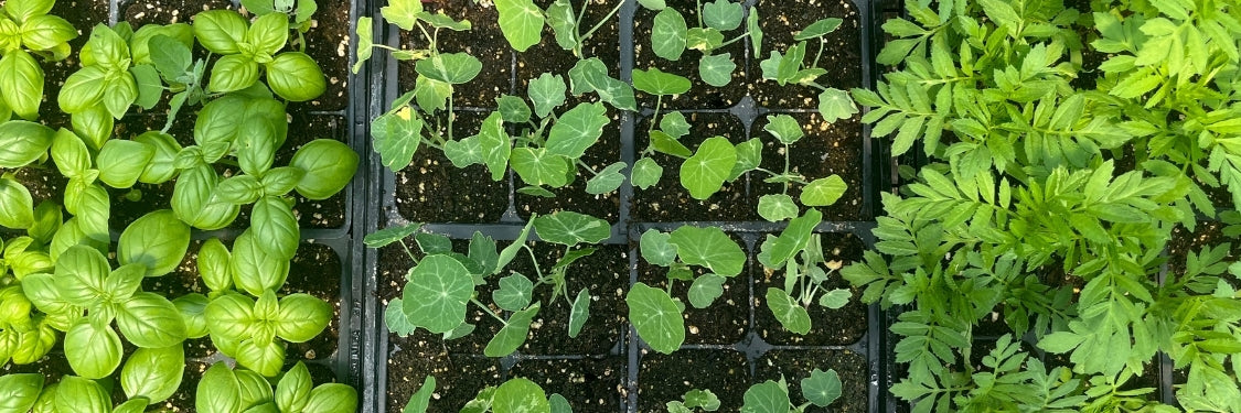 Seedlings – Hudson Valley Seed Company