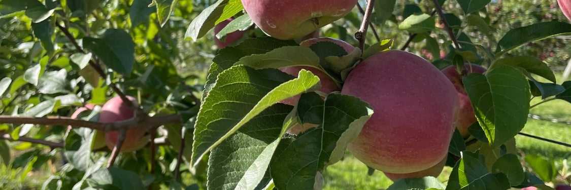 Bare Root Apple and Pear Trees – Hudson Valley Seed Company