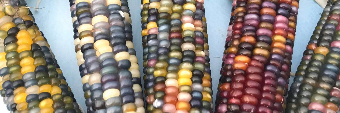 Corn – Hudson Valley Seed Company