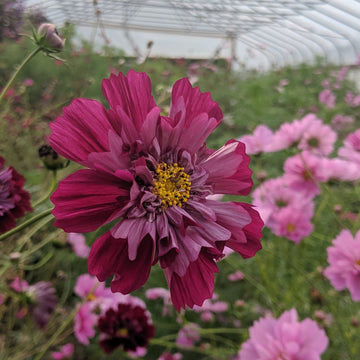 Double Click Cosmos Organic Seeds – Hudson Valley Seed Company