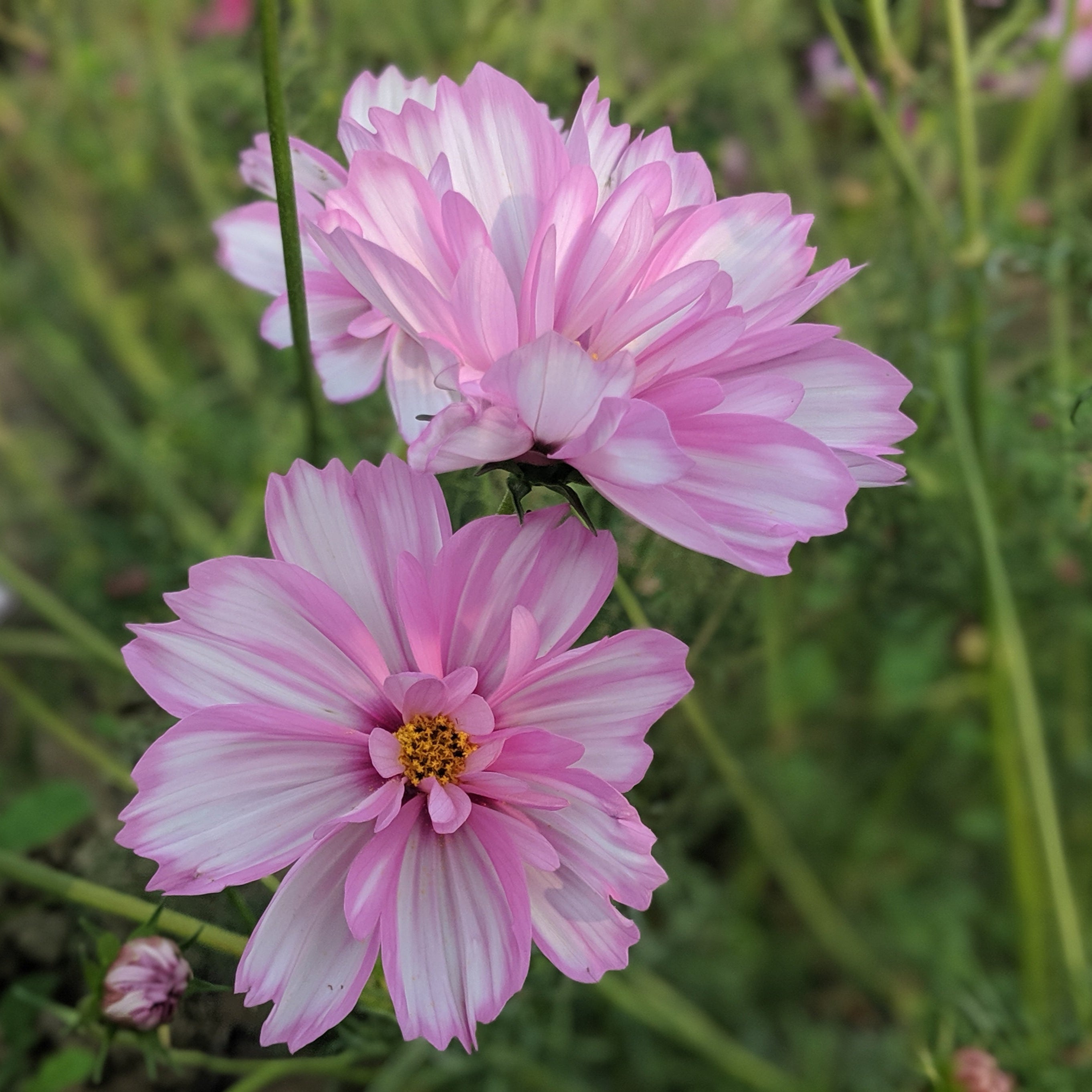 Double Click Cosmos Organic Seeds – Hudson Valley Seed Company