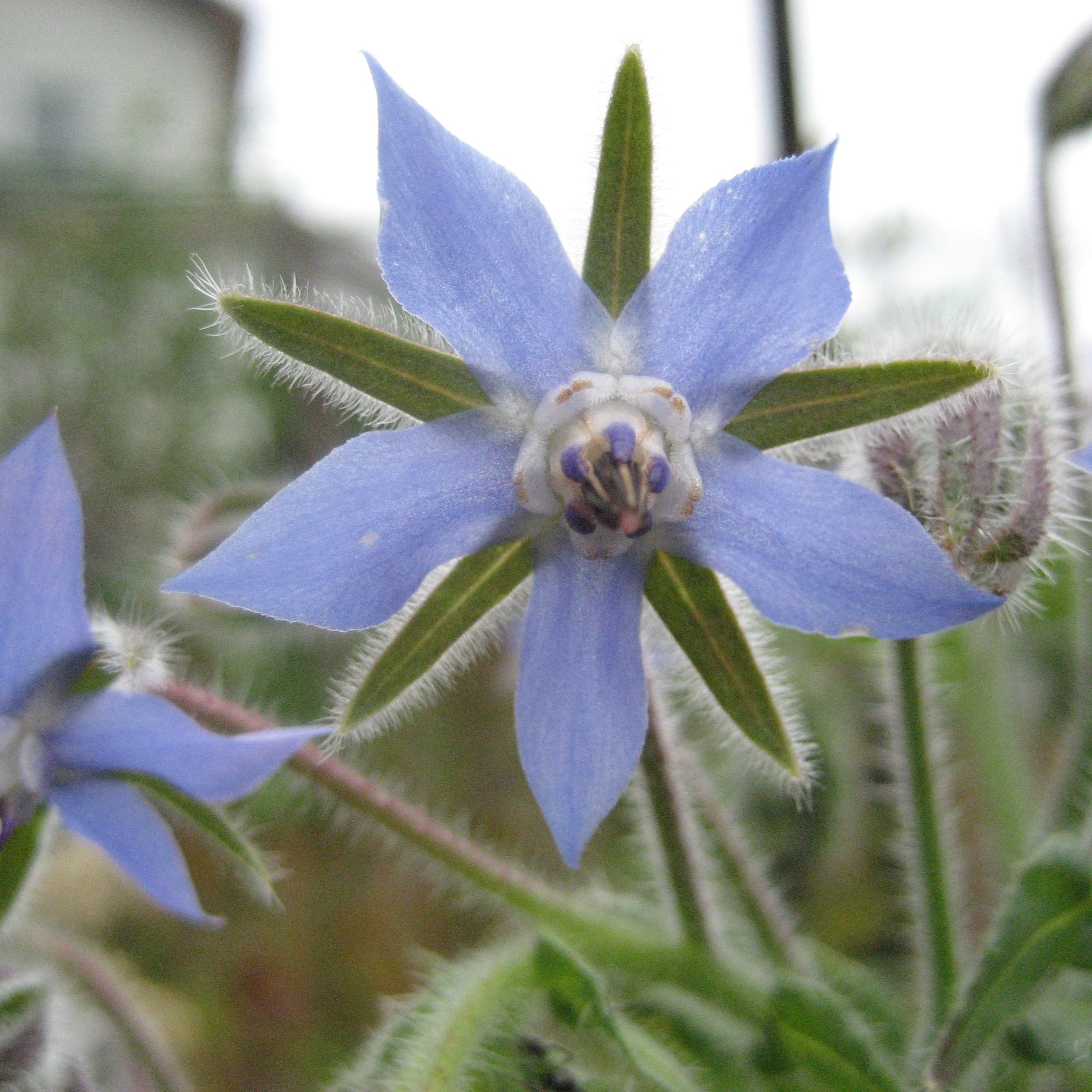 Borage Organic Seeds – Hudson Valley Seed Company