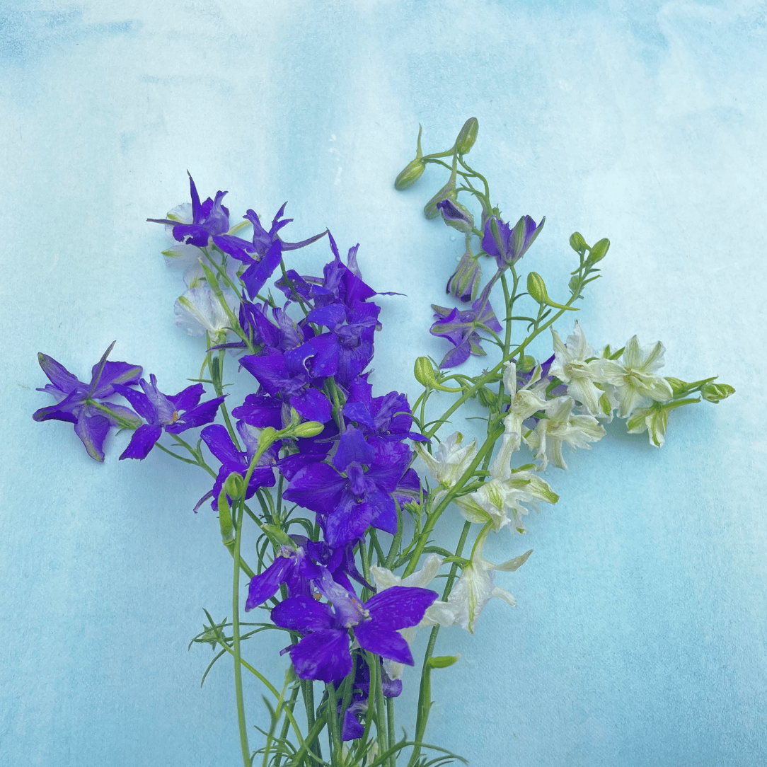 Rocket Larkspur Mix – Hudson Valley Seed Company