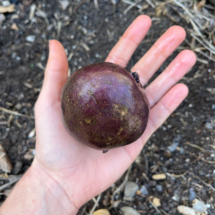 Huckleberry Gold Potato Organic Tubers – Hudson Valley Seed Company
