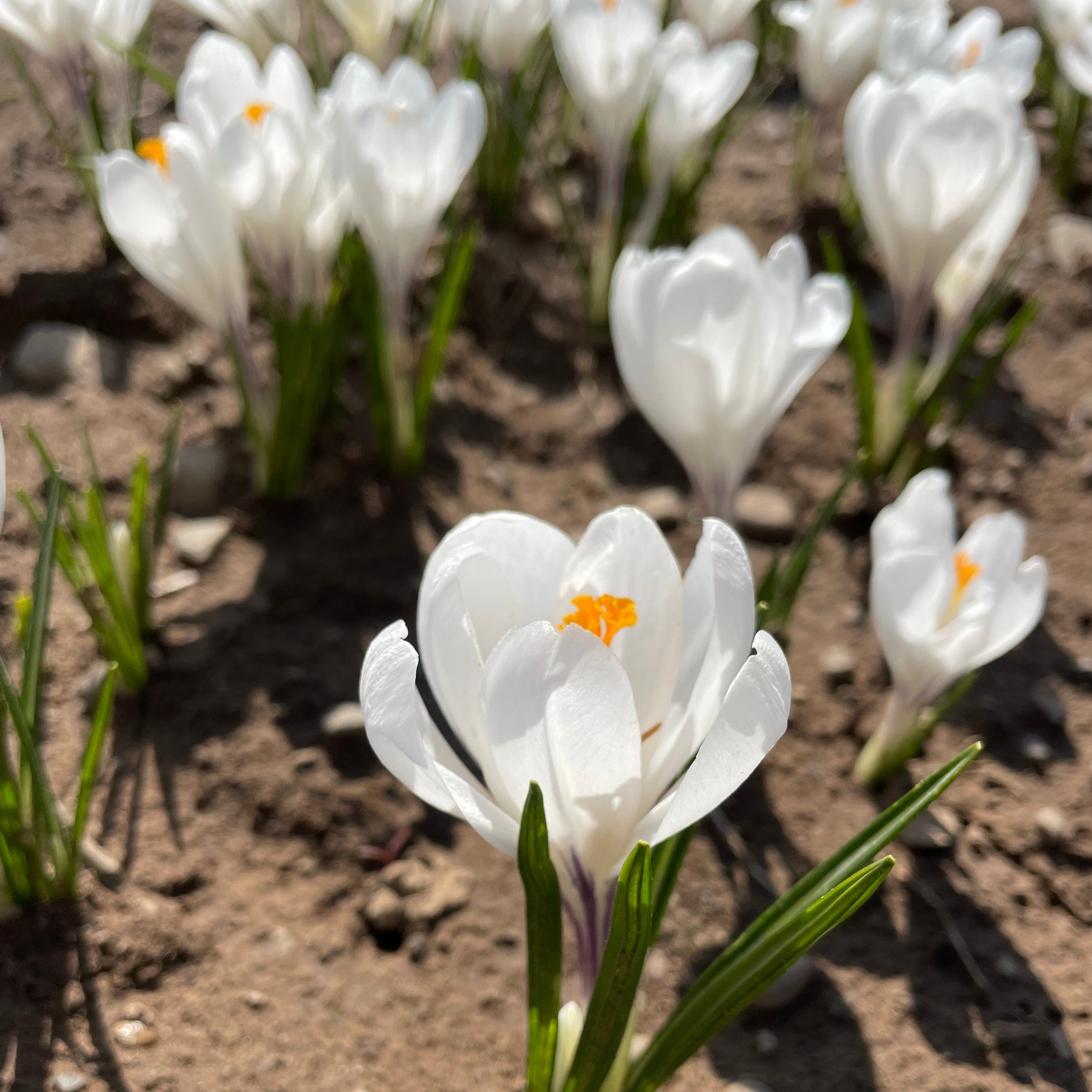 Dutch Large Flowering Crocus "Jeanne d'Arc" Fall-Planted Flower Bulbs ...