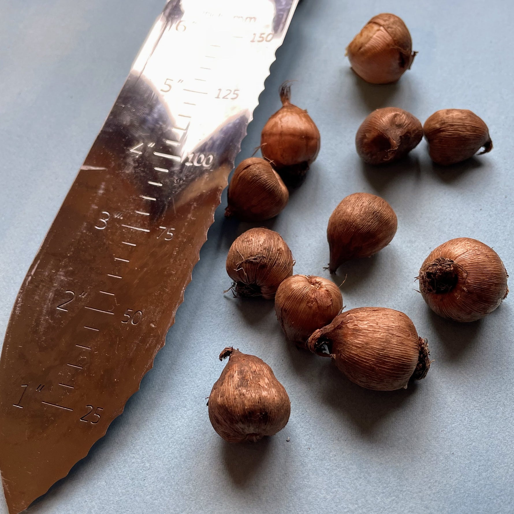 Crocus minimus "Spring Beauty" Fall-Planted Flower Bulbs – Hudson ...