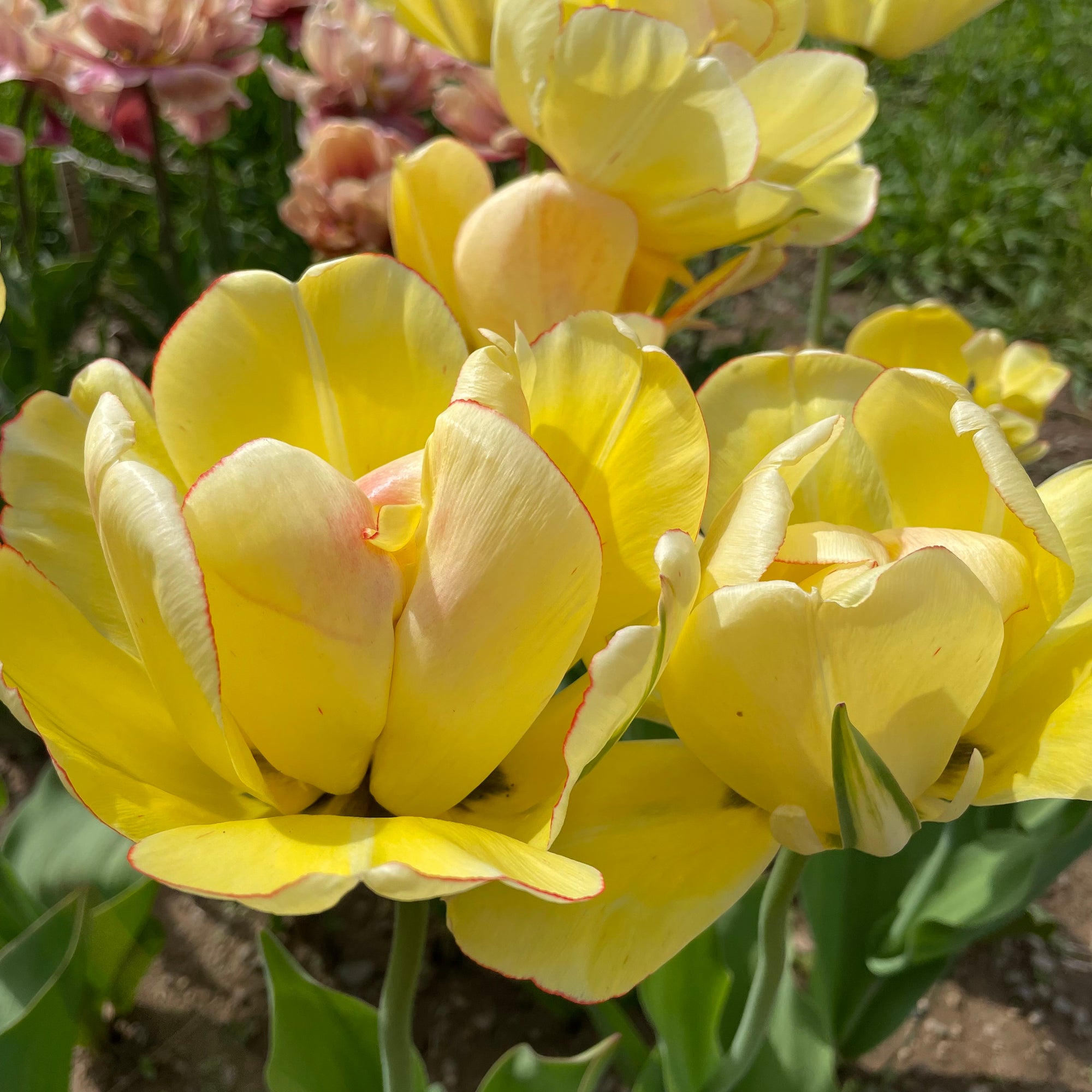 Tulip "Akebono" Fall-Planted Flower Bulbs – Hudson Valley Seed Company