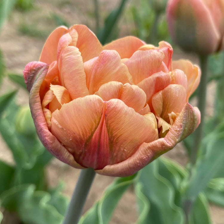 Tulip 'La Belle Epoque' – Hudson Valley Seed Company
