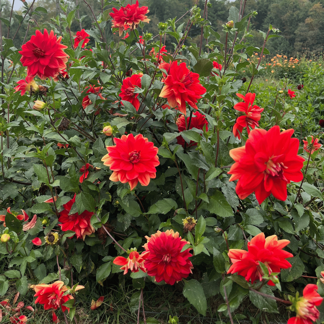 Patricia Ann's Sunset Dahlia Tuber – Hudson Valley Seed Company