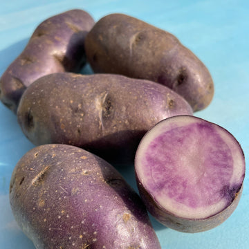 All Blue Potato Organic Tubers – Hudson Valley Seed Company