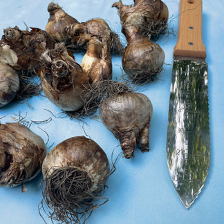 Narcissus "Pink Wonder" Fall-Planted Flower Bulbs – Hudson Valley Seed ...