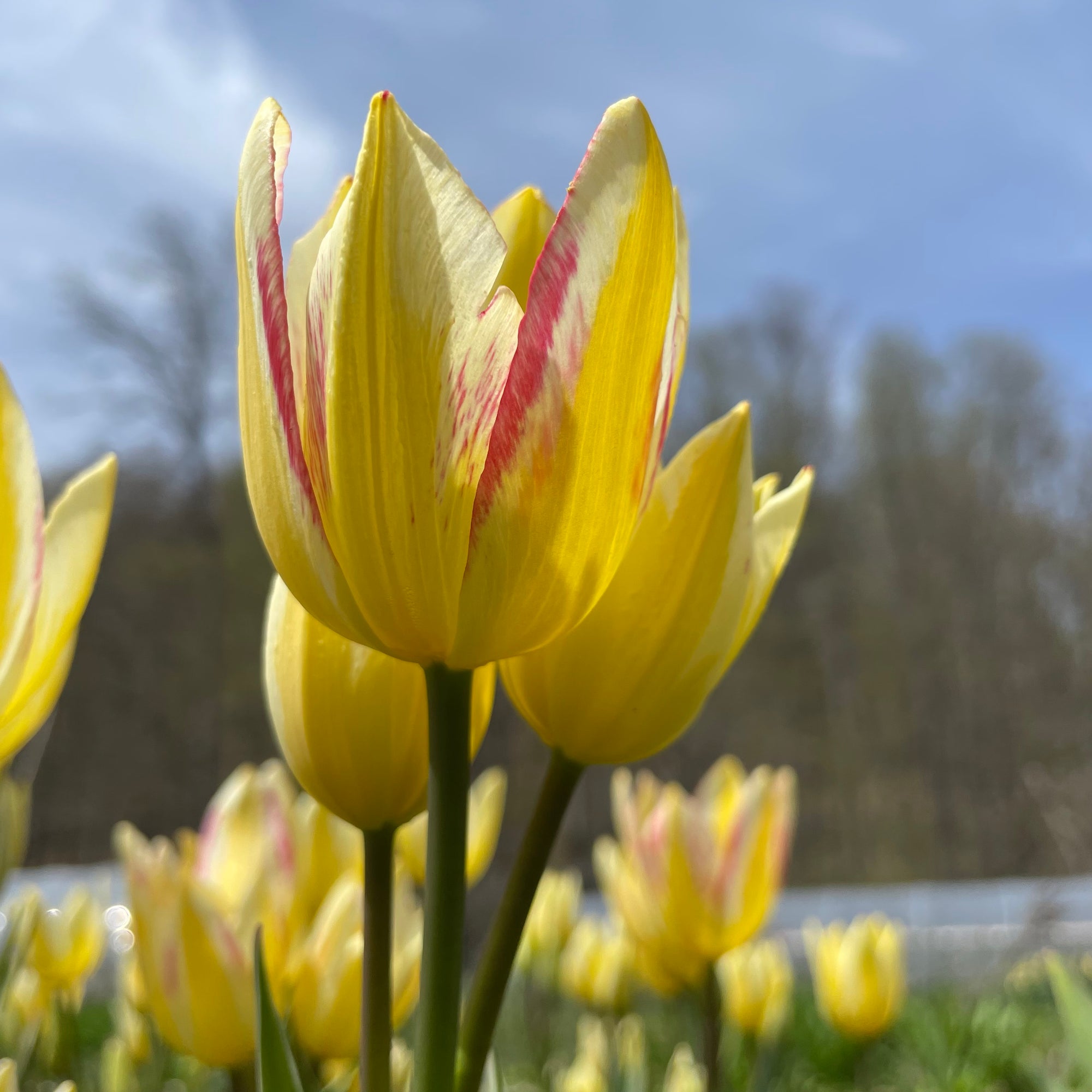 Tulip "Antoinette" Fall-Planted Flower Bulbs – Hudson Valley Seed Company