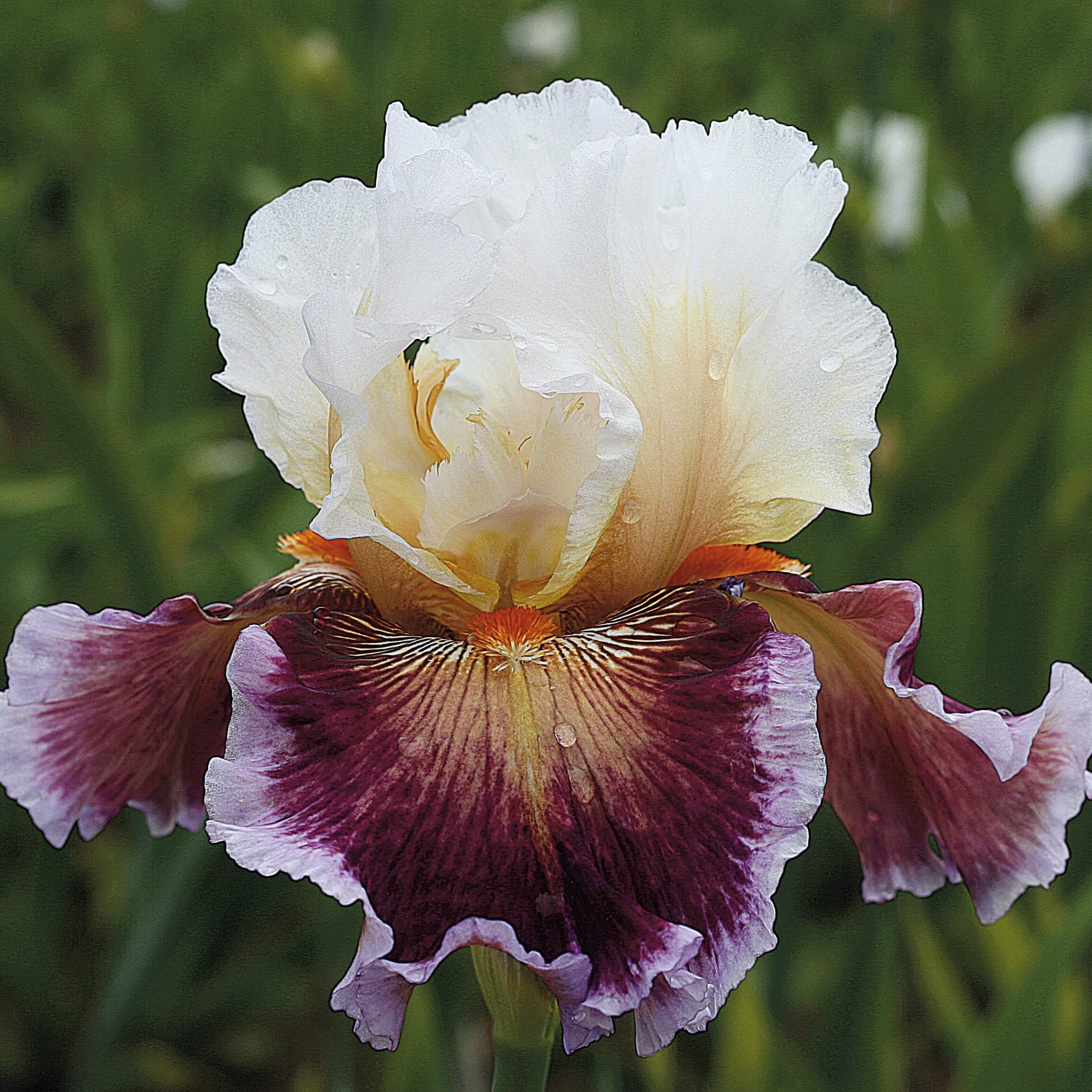 Bearded Iris 'Care to Dance' – Hudson Valley Seed Company