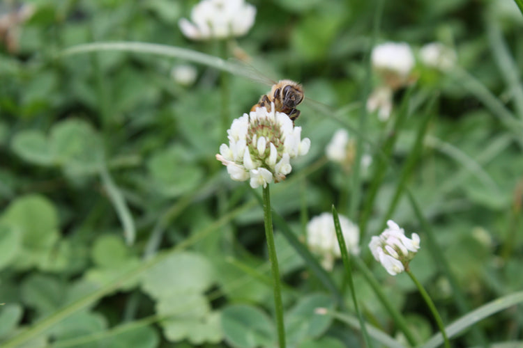 Cover Crops – Hudson Valley Seed Company