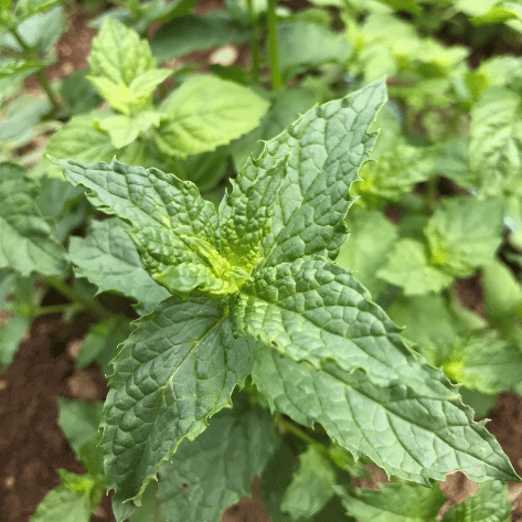 Mint Seeds – Hudson Valley Seed Company