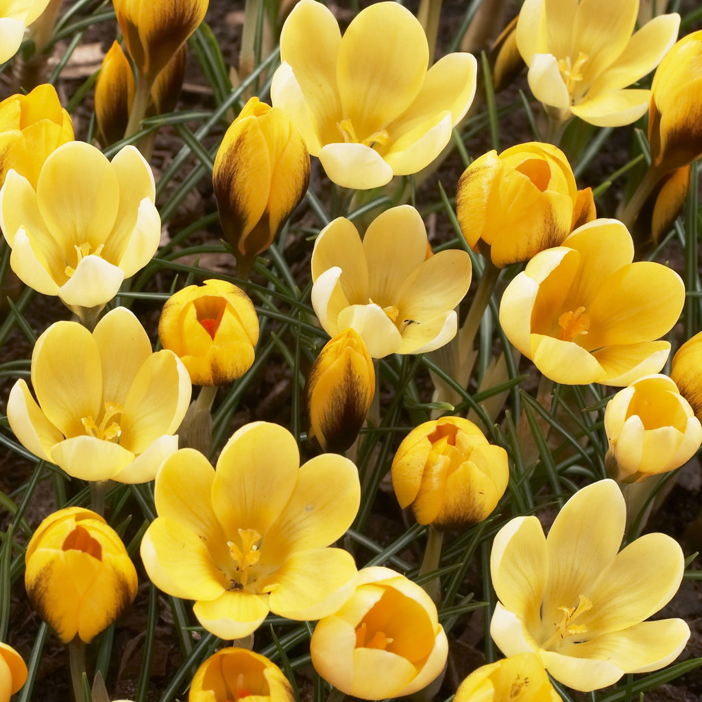 Crocus chrysanthus 'Goldilocks' – Hudson Valley Seed Company