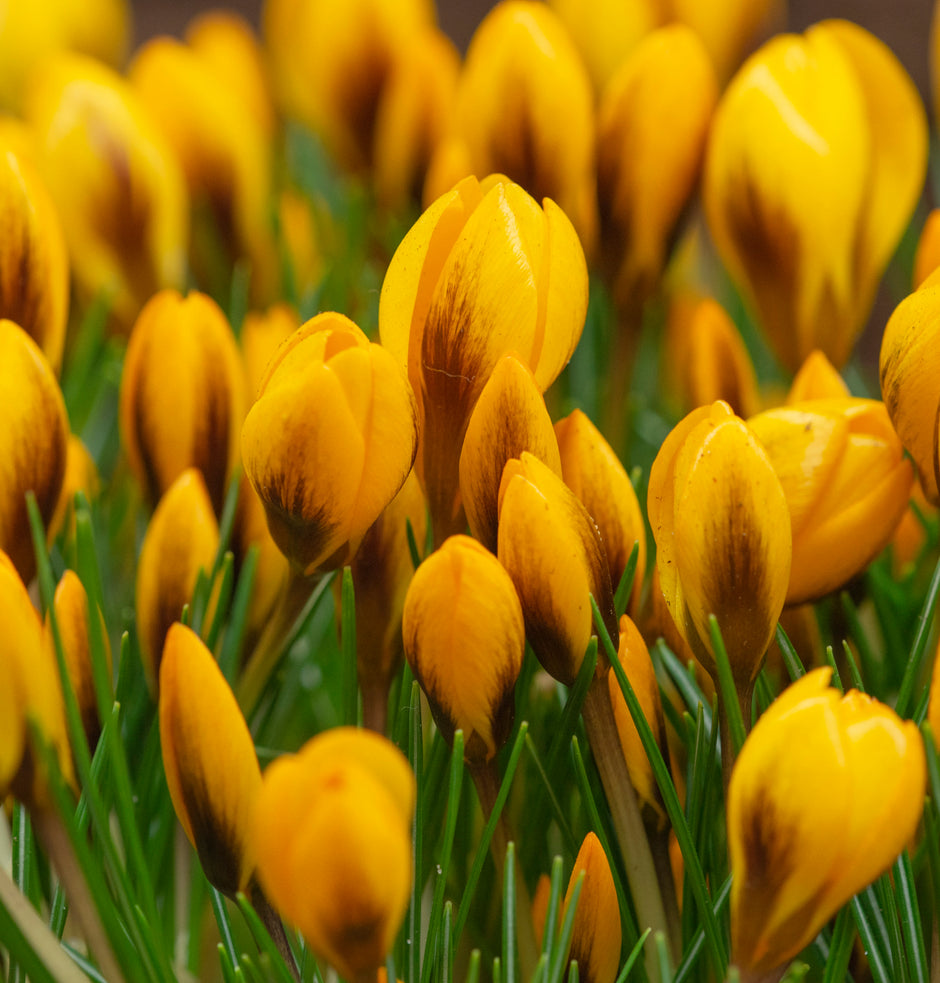 Crocus from Hudson Valley Seed Co – Hudson Valley Seed Company