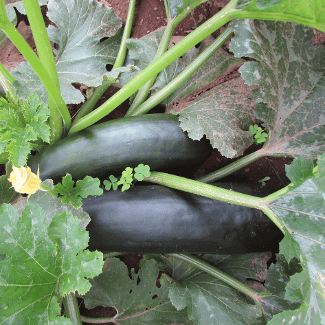 Dark Star Zucchini Organic Seeds – Hudson Valley Seed Company