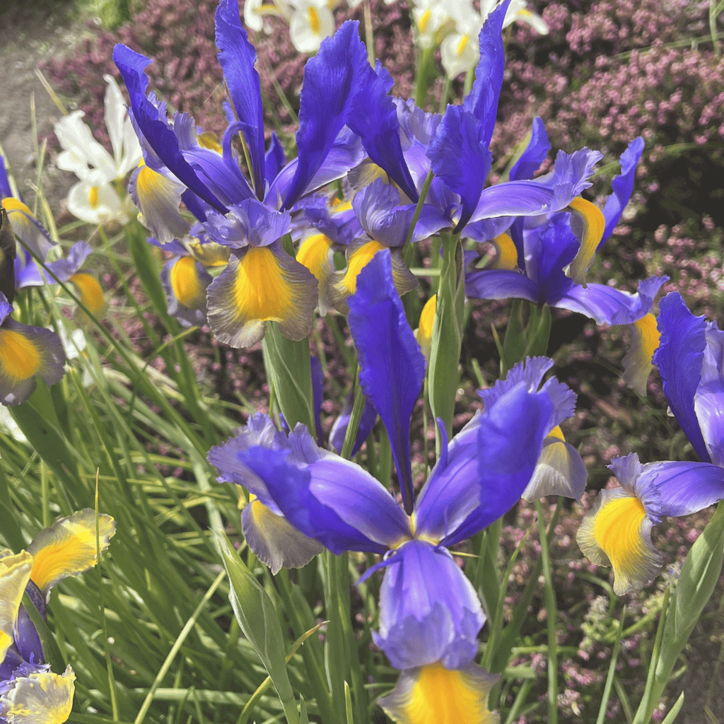 Dutch Iris 'Miss Saigon' – Hudson Valley Seed Company