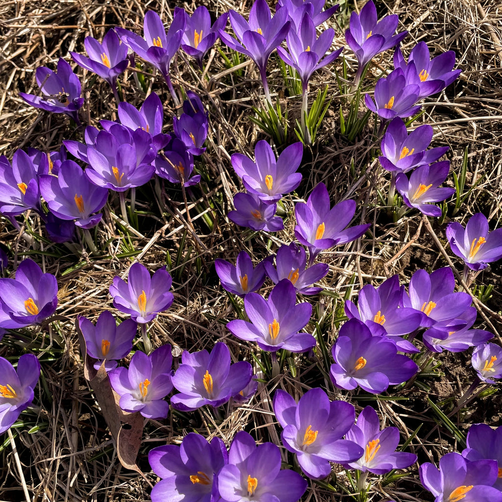 Crocus tommasinianus "Ruby Giant" Fall-Planted Flower Bulbs – Hudson ...