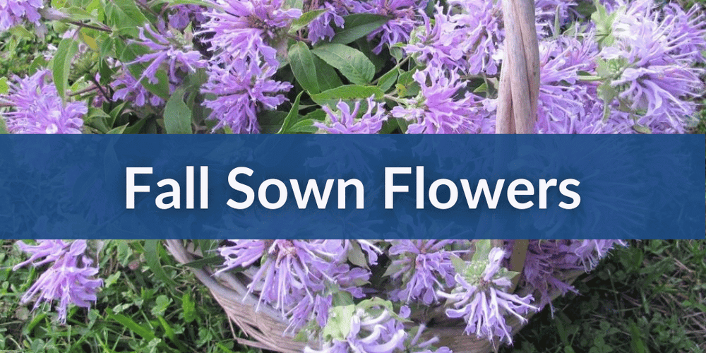 Fall-Sown Flowers – Hudson Valley Seed Company