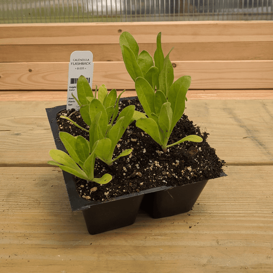 Flashback Calendula Mix Seedlings – Hudson Valley Seed Company