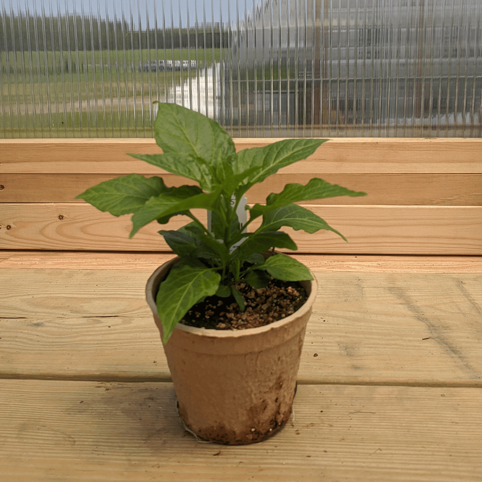 Ghost Pepper Seedlings – Hudson Valley Seed Company