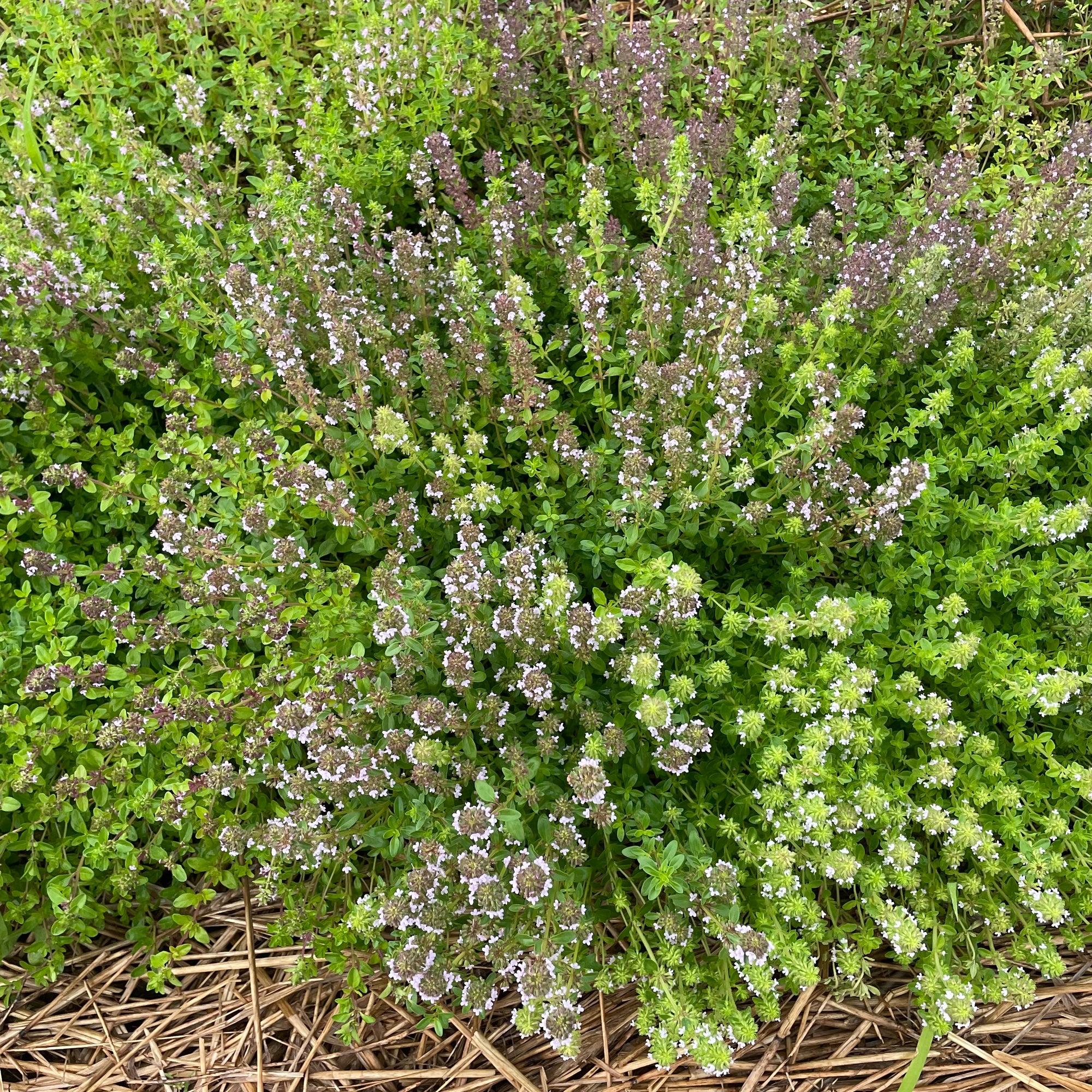 Creeping Thyme – Hudson Valley Seed Company