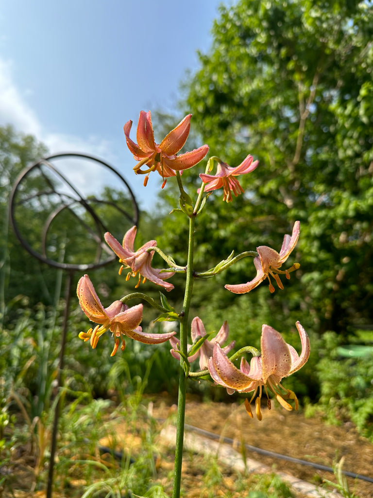Lily martagon 'Fairy Morning' Fall-Planted Flower Bulbs – Hudson Valley ...
