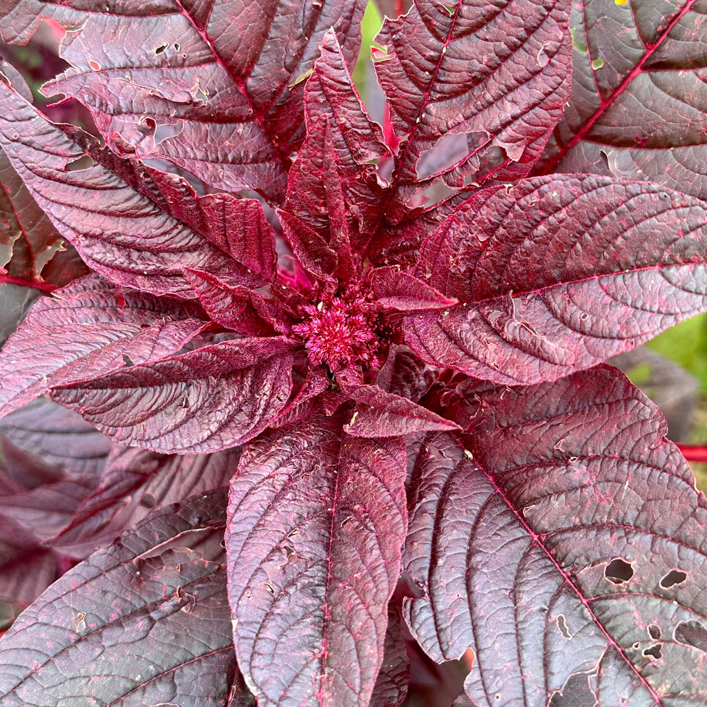 Hopi Red Dye Amaranth Organic Seeds – Hudson Valley Seed Company