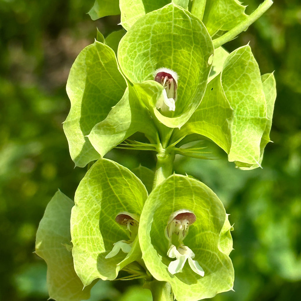 Pixie Bells of Ireland Seeds – Hudson Valley Seed Company