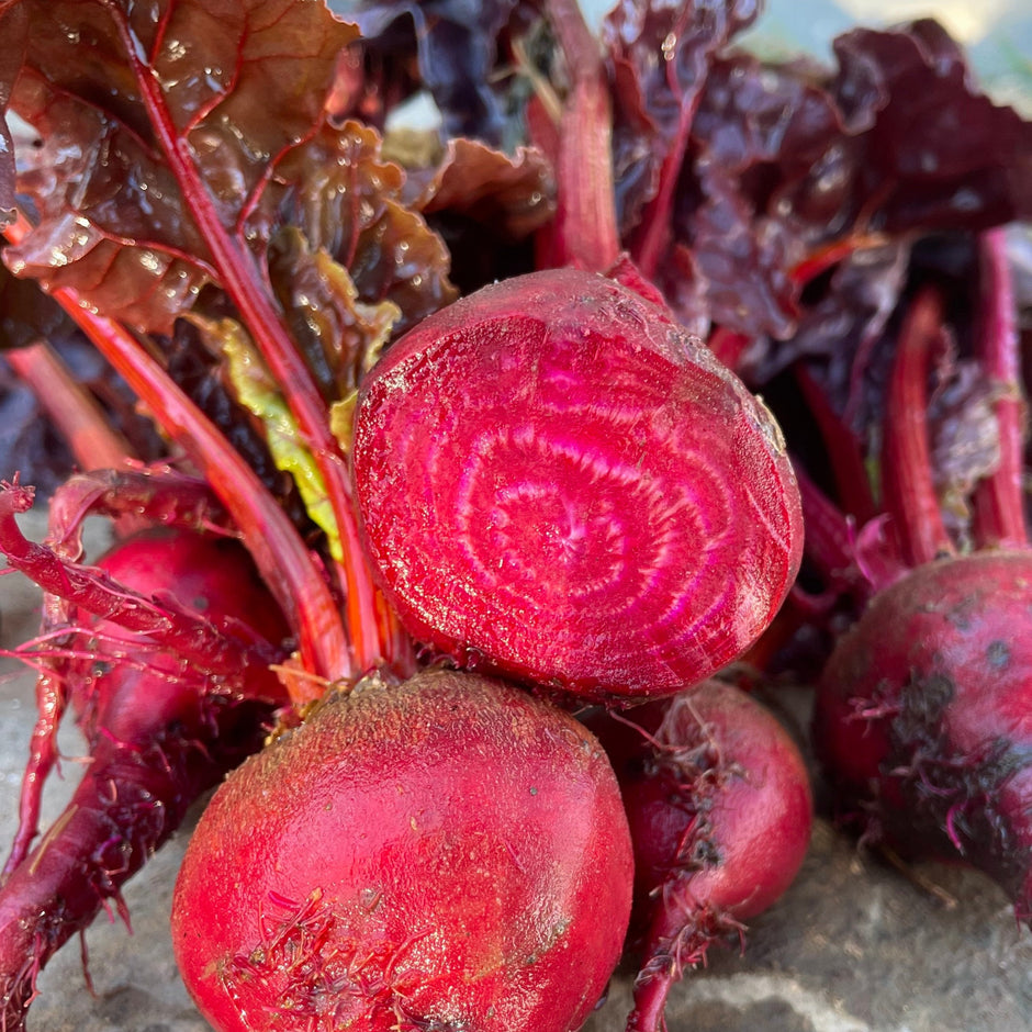 Beets – Hudson Valley Seed Company