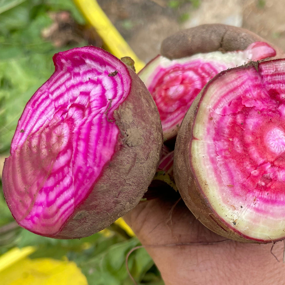 Beets – Hudson Valley Seed Company