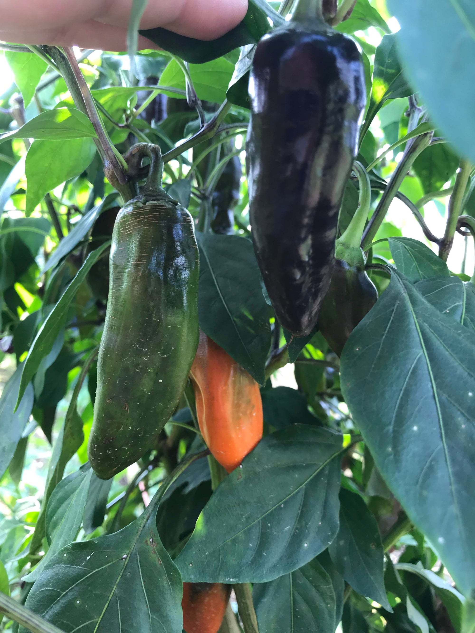 Pippin's Golden Honey Pepper Organic Seeds – Hudson Valley Seed Company