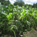 Japonica Striped Corn Organic Seeds – Hudson Valley Seed Company