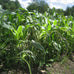 Japonica Striped Corn Organic Seeds – Hudson Valley Seed Company