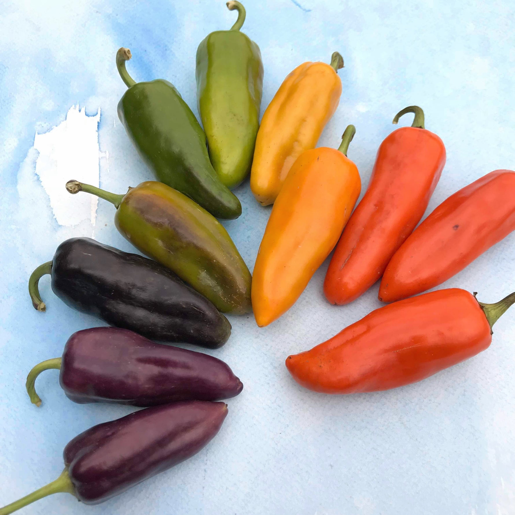 Pippin's Golden Honey Pepper Organic Seeds – Hudson Valley Seed Company