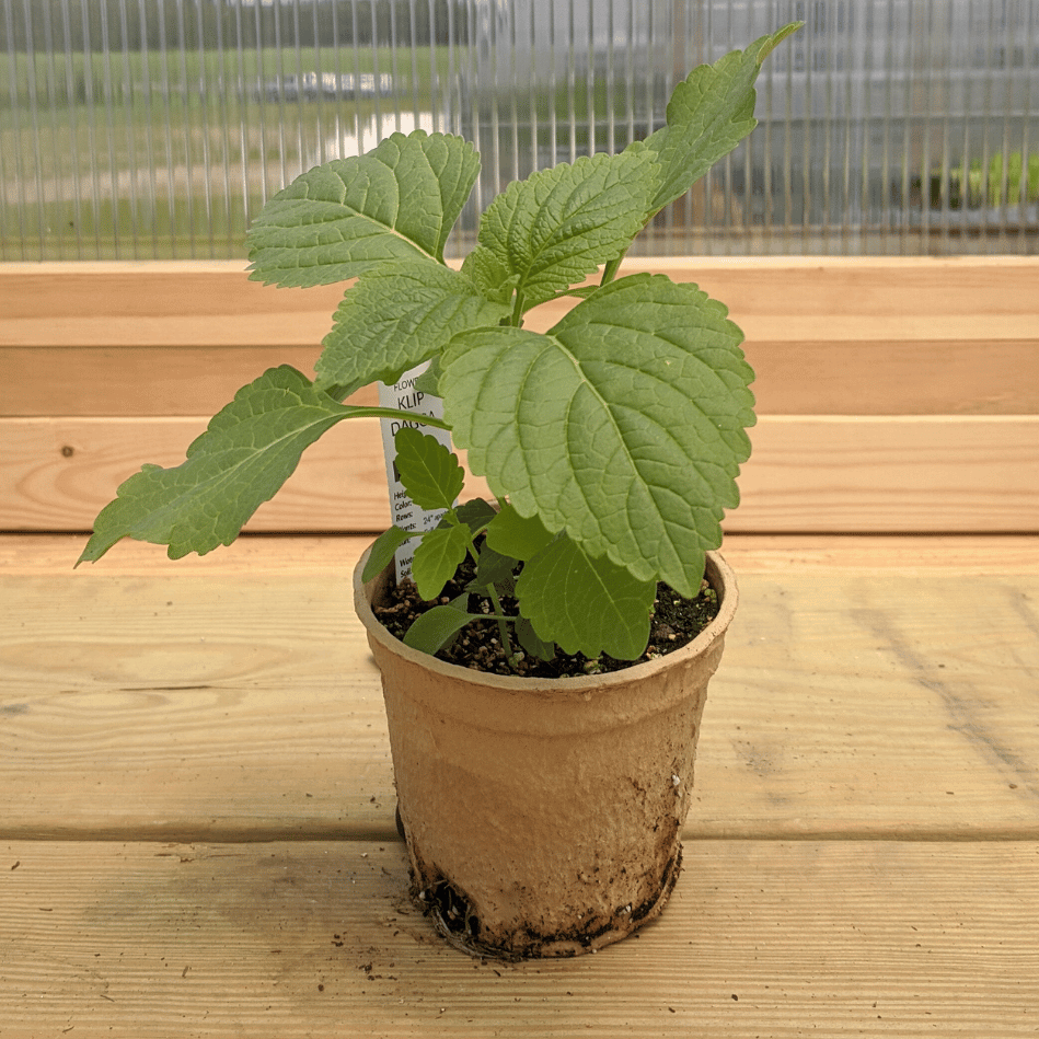 Klip Dagga Organic Seeds – Hudson Valley Seed Company