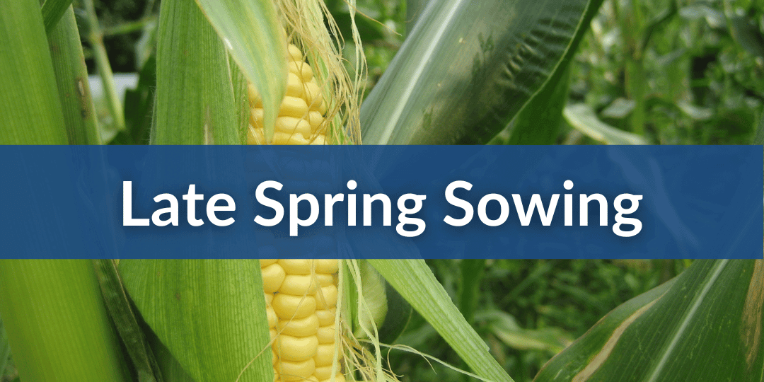 Late Spring to Early Summer Sowing – Hudson Valley Seed Company